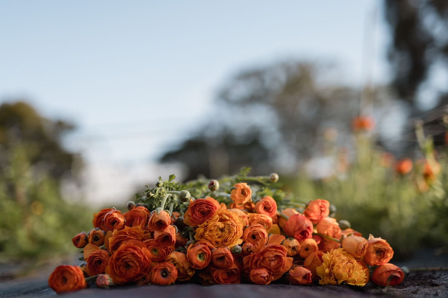 How to Grow Italian Ranunculus – Starling Flowers