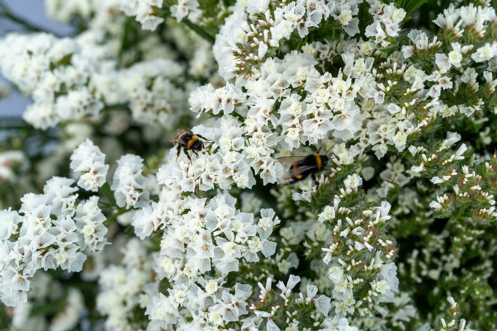 Young Plant Collection – Starling Flowers