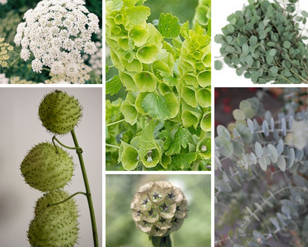 Cut Foliage Collection – Starling Flowers