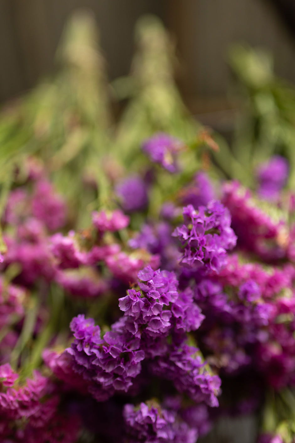 Cut Flower Seed – Starling Flowers
