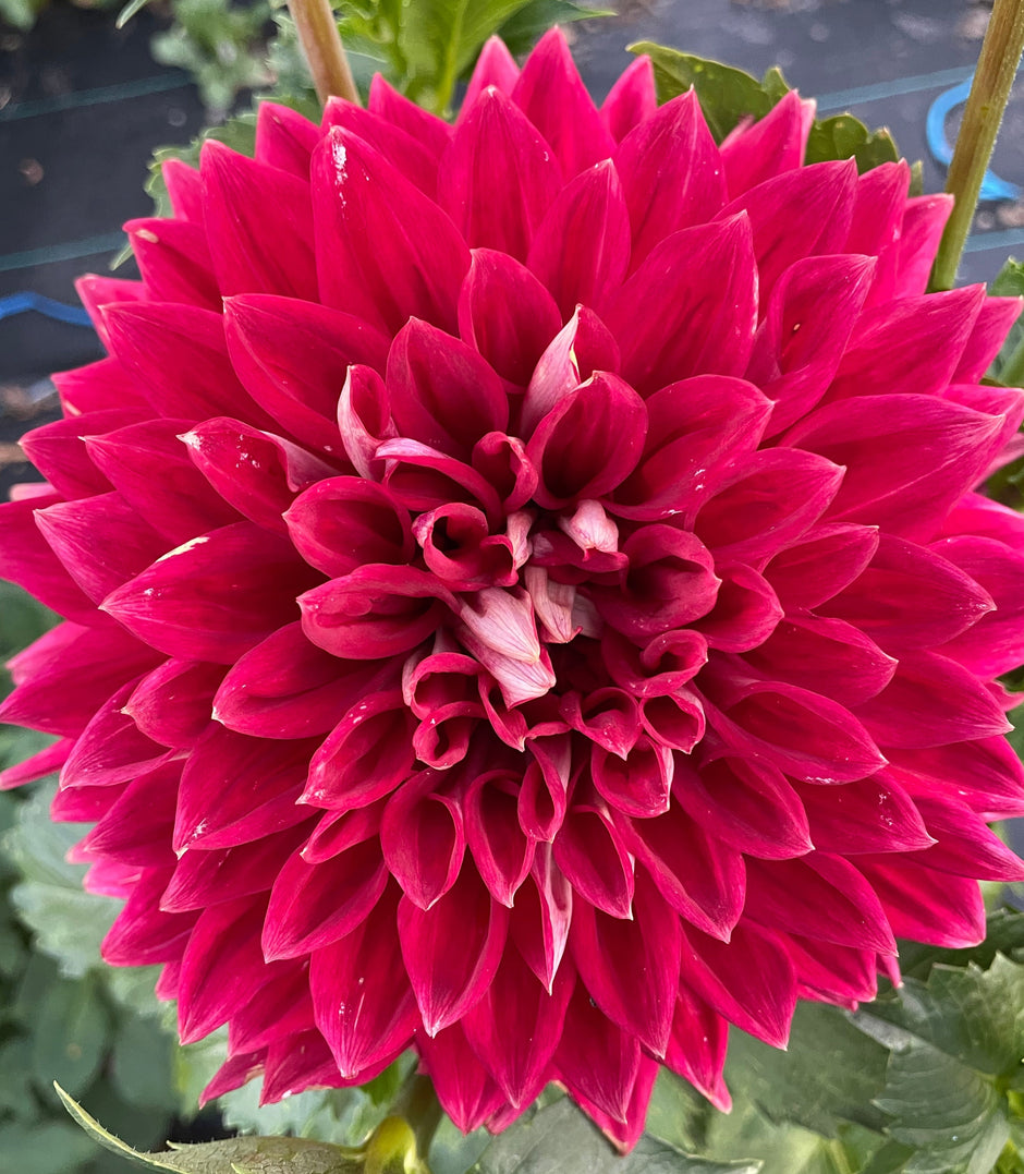 Dahlia Tubers – Starling Flowers