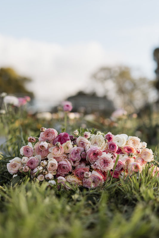 Young Plant Collection – Starling Flowers